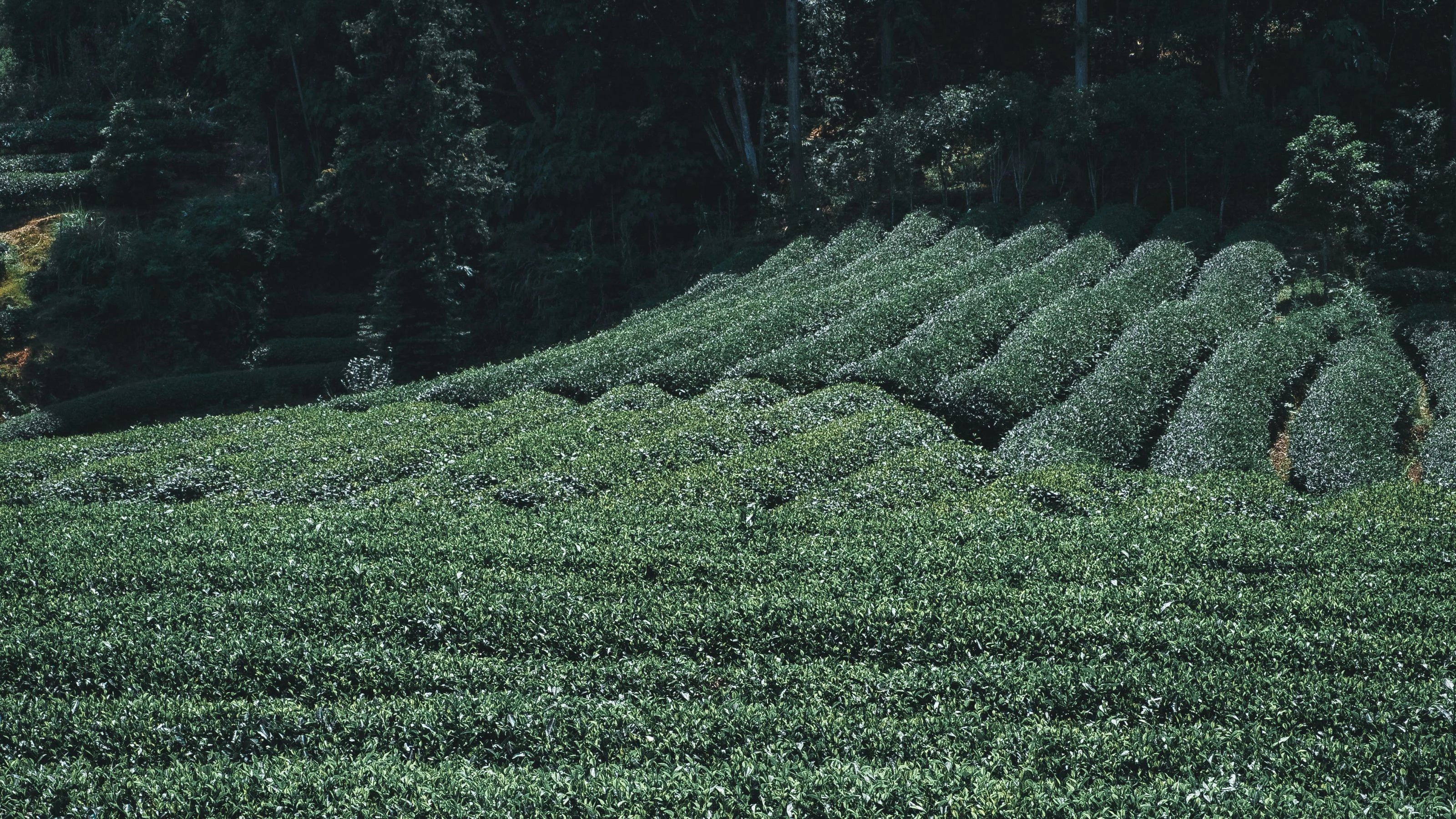 Chinese White Tea Loose Tea – Si Chá
